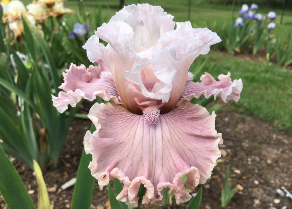 Photo of the bloom of Tall Bearded Iris (Iris 'Magic Trick') posted by ...