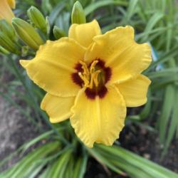 Daylily (Hemerocallis 'Siloam June Bug') in the Daylilies Database ...