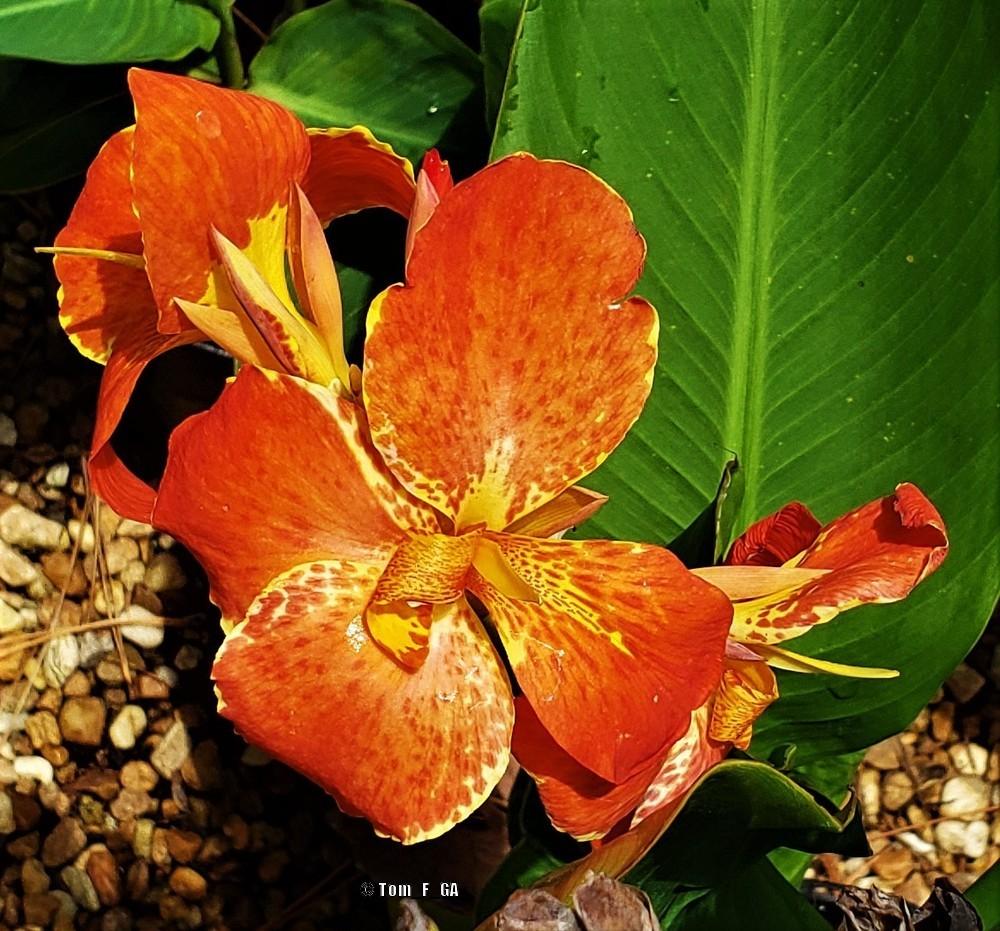 Cannas: Plant Care and Collection of Varieties - Garden.org