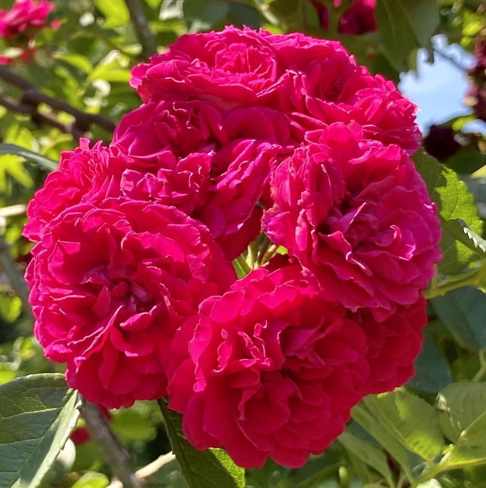 Rose (Rosa 'Chevy Chase') in the Roses Database - Garden.org