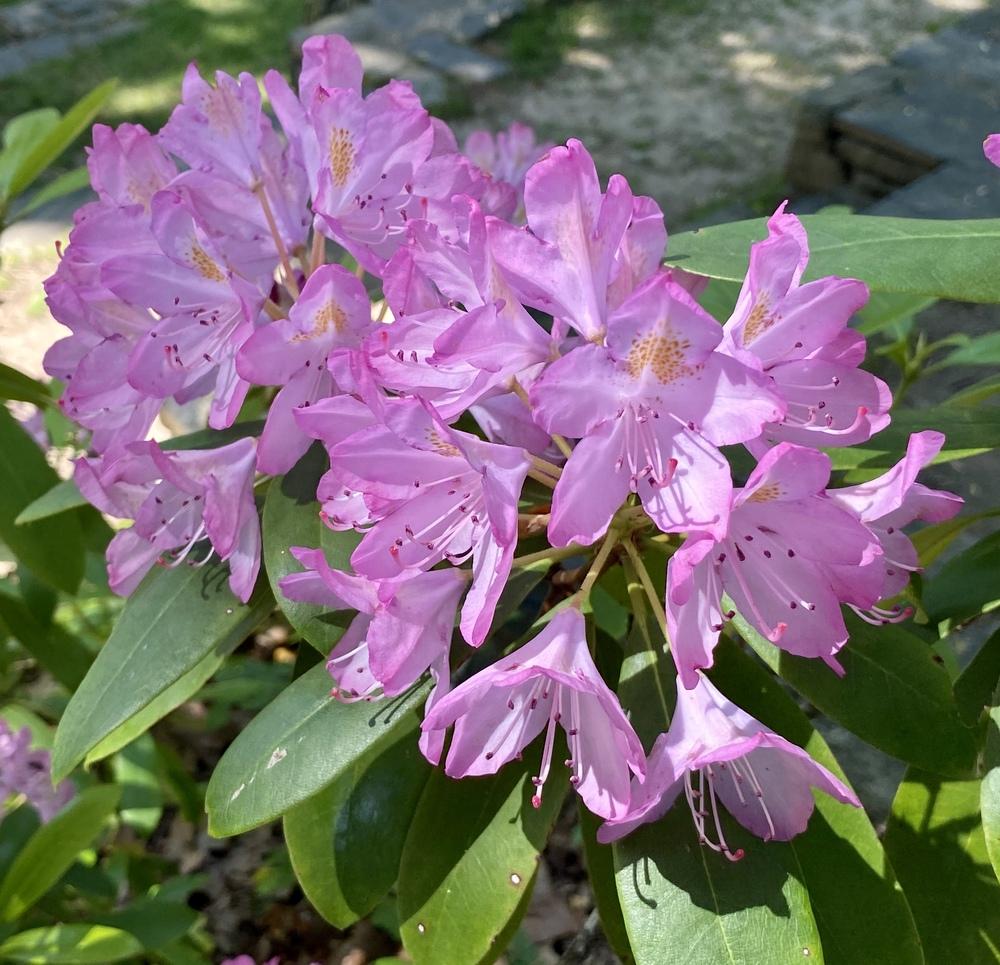 Pontic Rhododendron (Rhododendron ponticum 'Roseum') in the ...