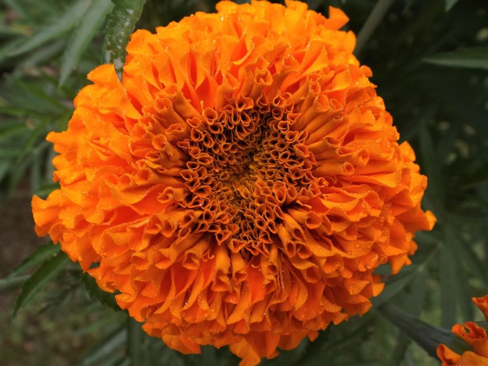 Marigold (Tagetes erecta 'Bindi Orange') - Garden.org
