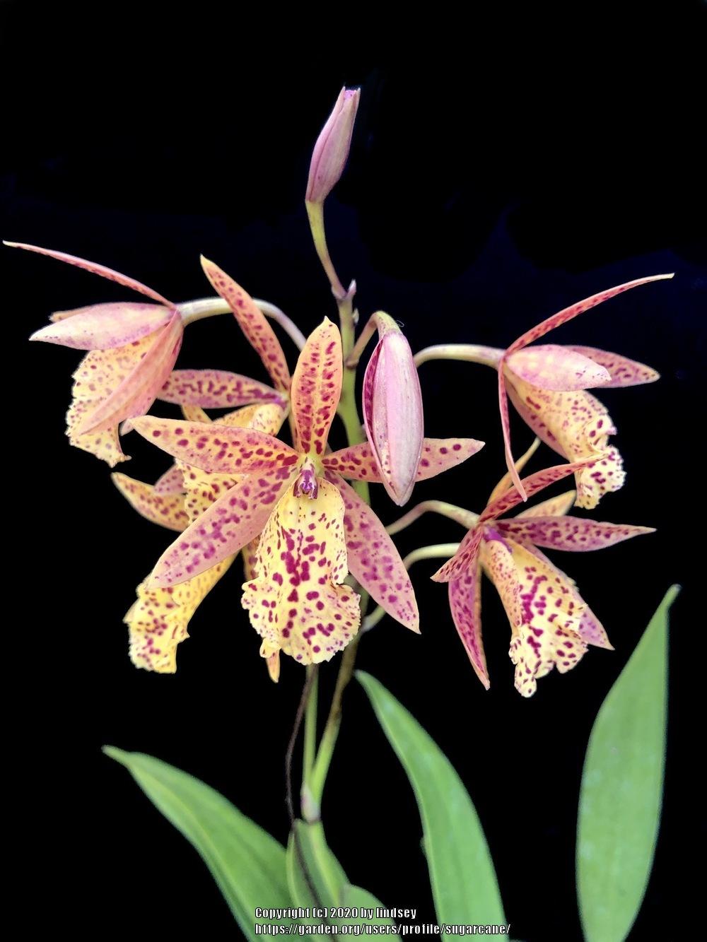 Photo of the bloom of Orchid (Vaughnara Golden Spice 'Red Peppers ...