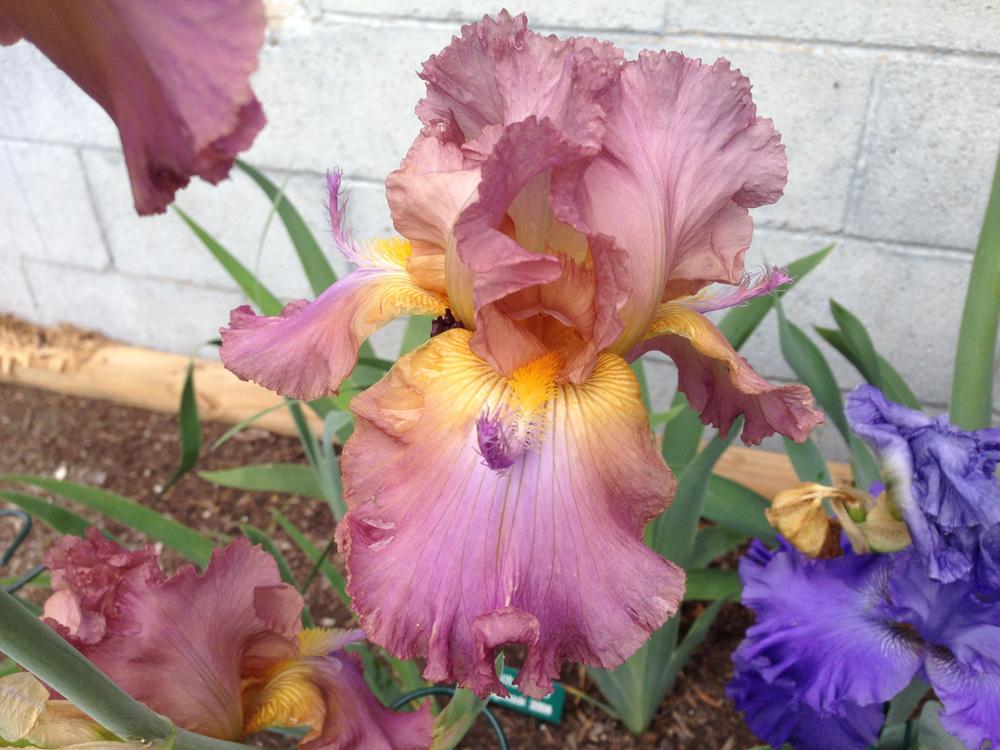 Tall Bearded Iris (Iris 'Cactus Rio') in the Irises Database - Garden.org