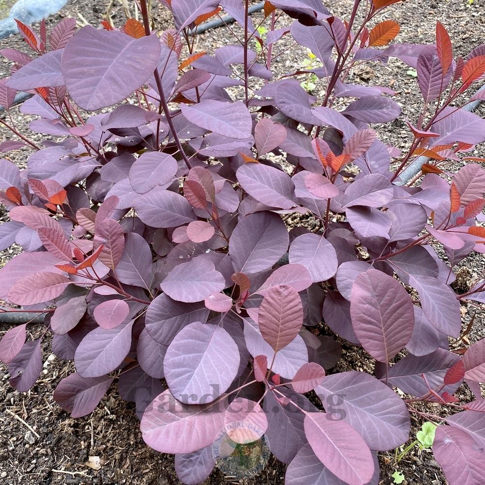 European Smoketree (Cotinus coggygria Winecraft Black®) in the ...