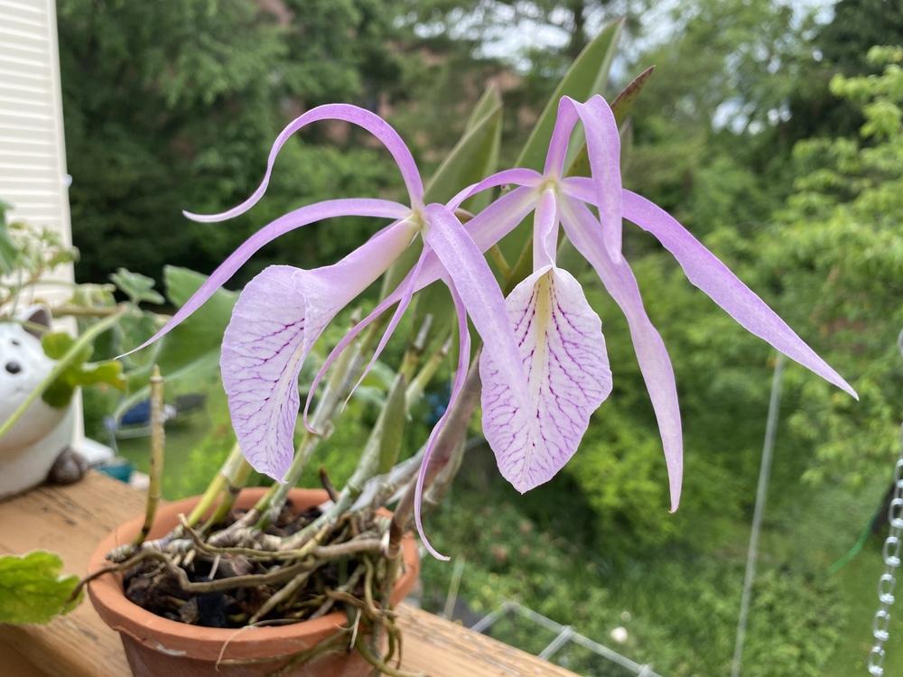 Orchid (Brassocattleya Fuchs Star) - Garden.org