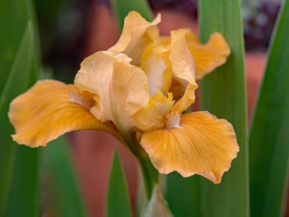 Standard Dwarf Bearded Iris (Iris 'Sugar Maple') in the Irises Database ...