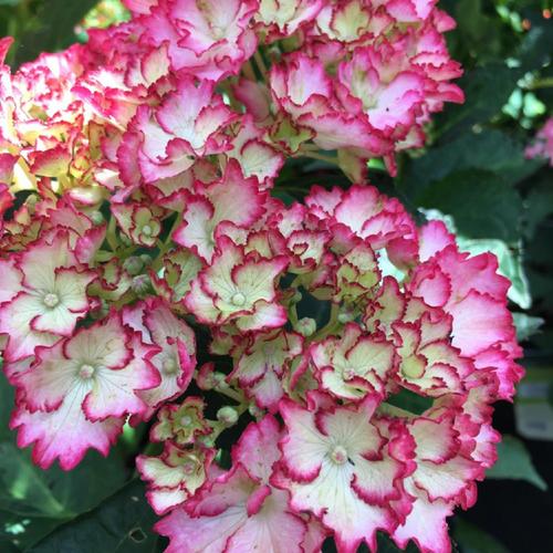 Hydrangea (Hydrangea macrophylla Seaside Serenade® Fire Island) in the ...