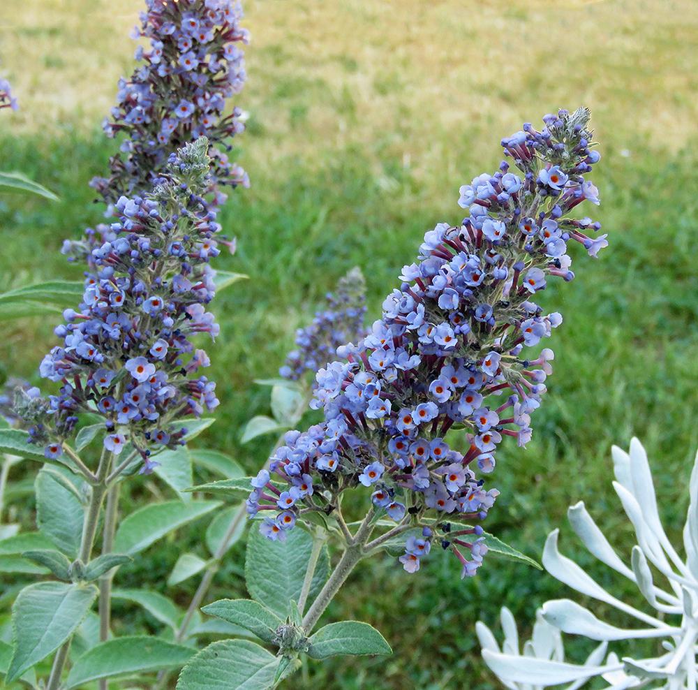 Photo of the bloom of Butterfly Bush (Buddleja Flutterby Petite™ Blue ...