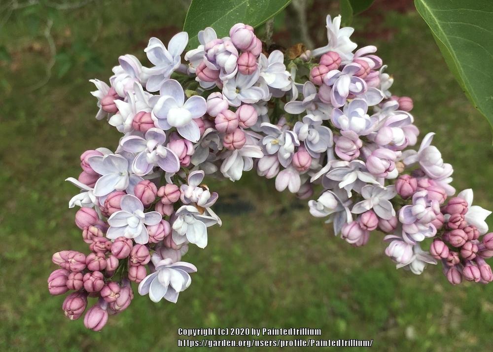 Lilacs: Plant Care and Collection of Varieties - Garden.org