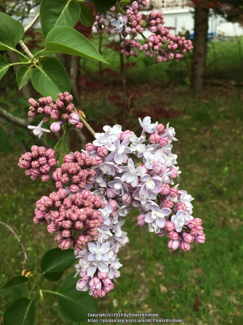 Lilacs: Plant Care and Collection of Varieties - Garden.org