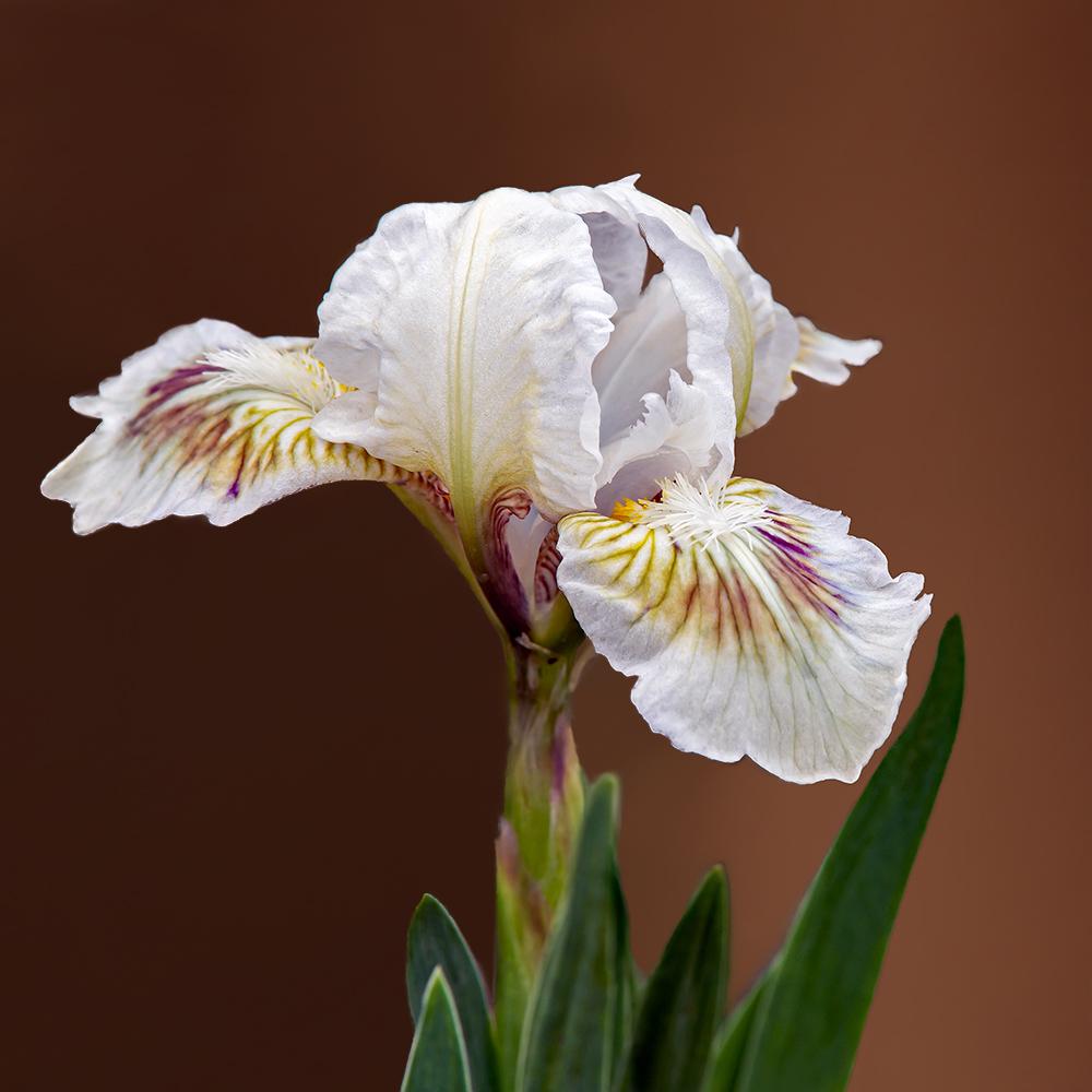 Standard Dwarf Bearded Iris (Iris 'Wee Fragrance') in the Irises ...