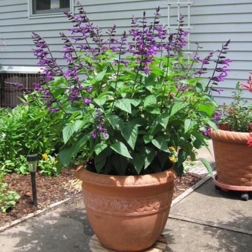 Salvia 'Purple & Bloom' in the Salvias Database - Garden.org