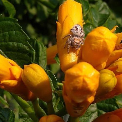 Yellow Trumpet Vine (Campsis radicans 'Flava') - Garden.org