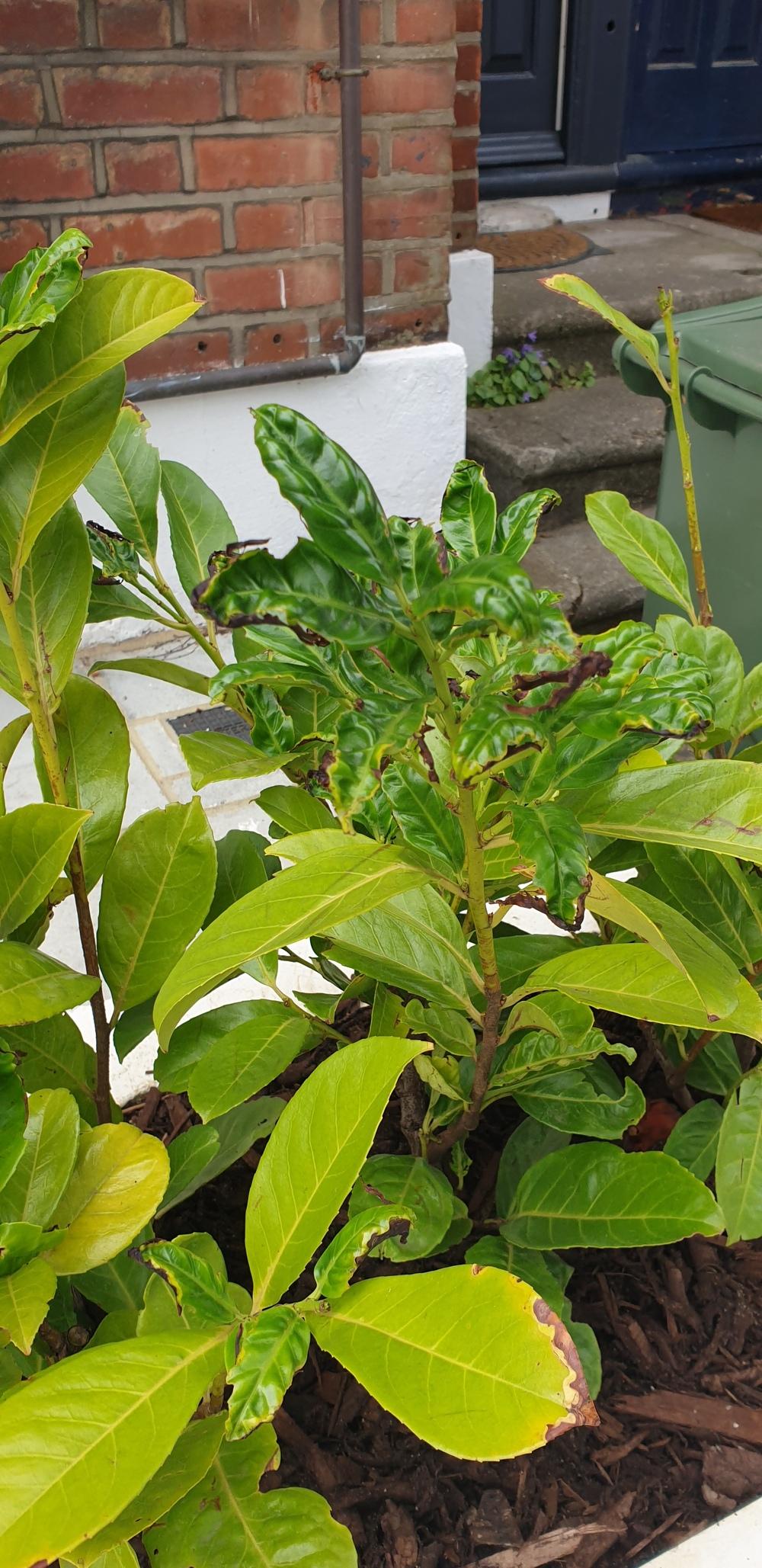 Something wrong with Laurels in the Ask a Question forum - Garden.org