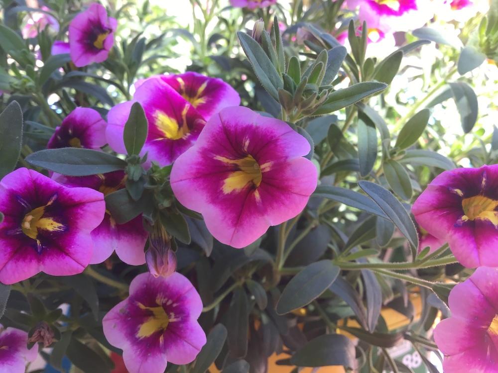 Calibrachoas: Plant Care and Collection of Varieties - Garden.org