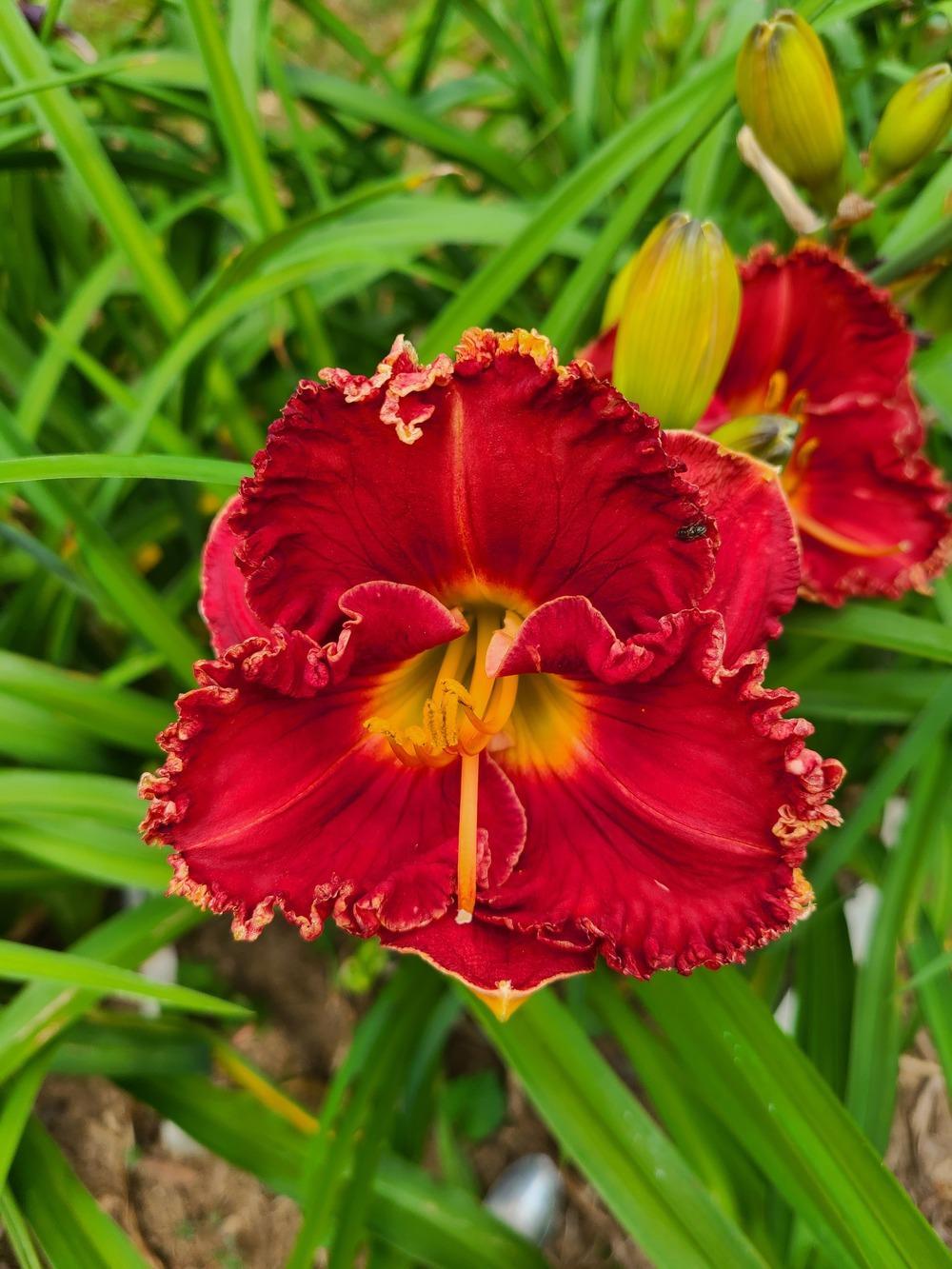 Daylily (Hemerocallis 'Red Slippers') in the Daylilies Database ...