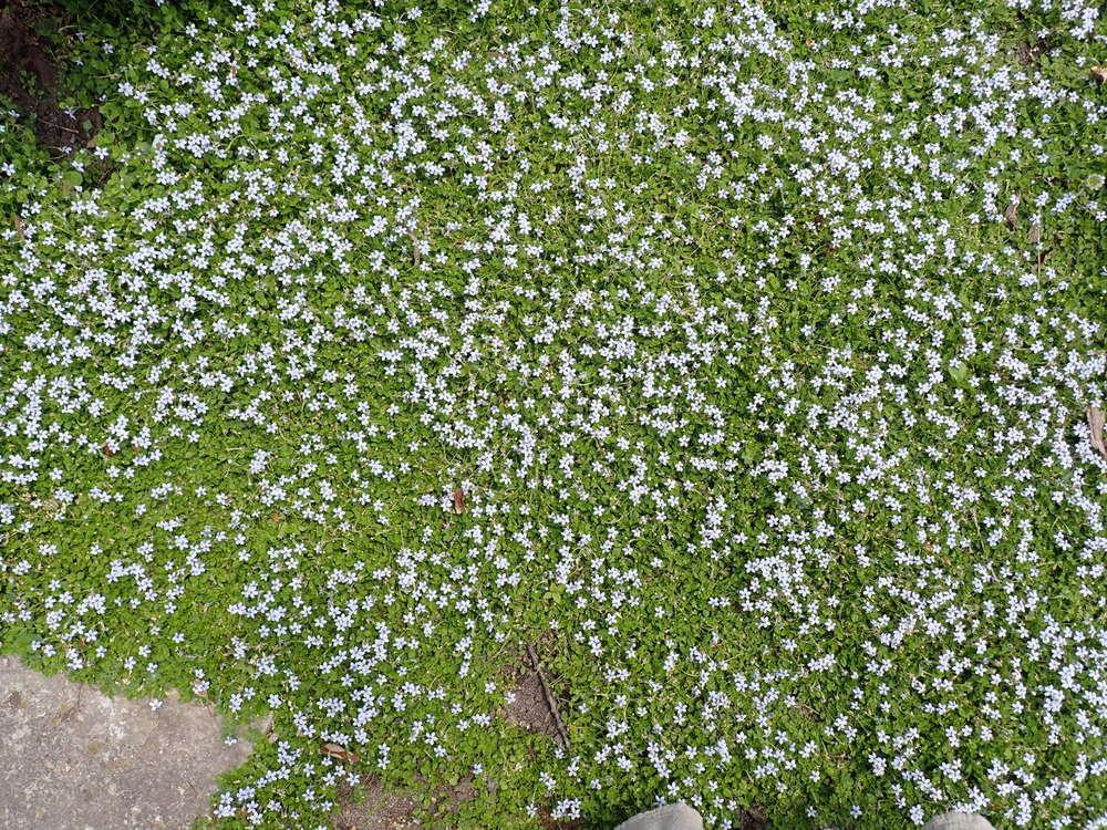 Photo of the bloom of Blue Star Creeper (Isotoma fluviatilis) posted by ...