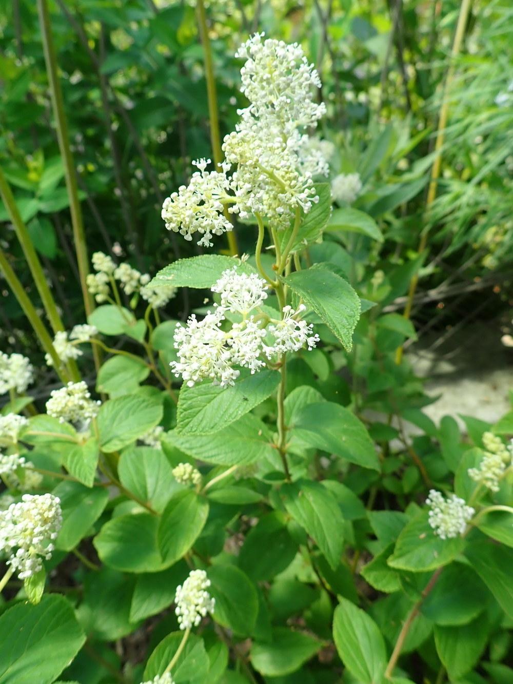 New Jersey Tea (Ceanothus americanus) - Garden.org