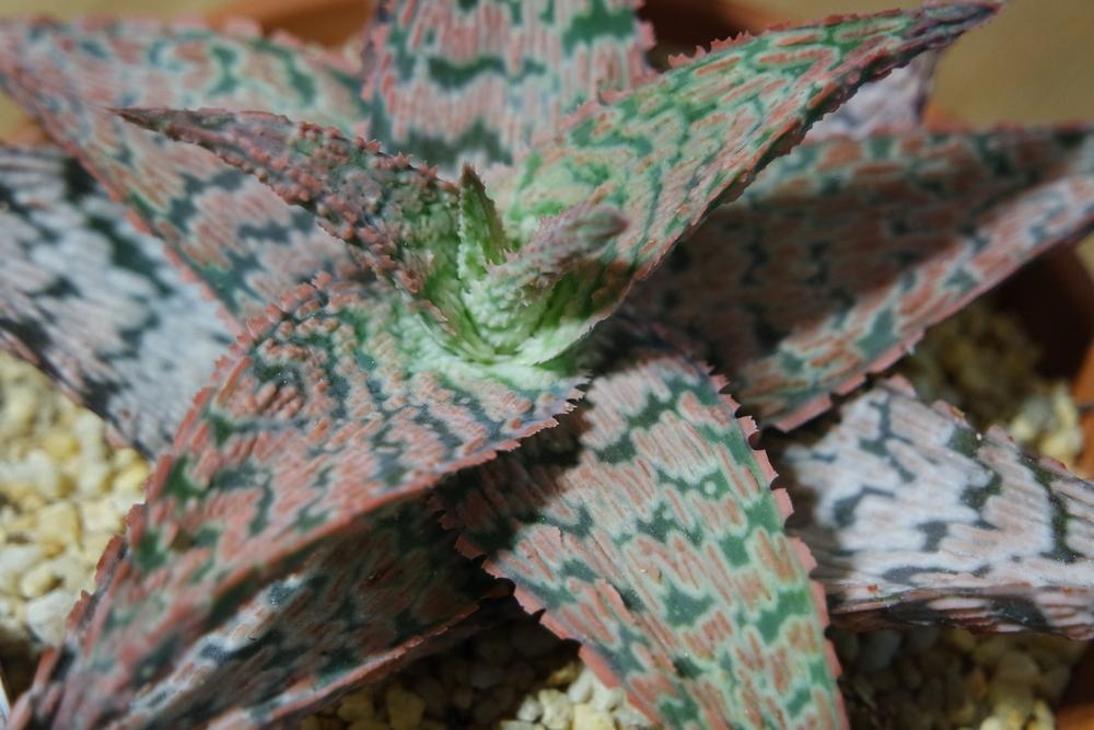 Photo of the leaves of Aloe 'Cleopatra' posted by ketsui73 - Garden.org