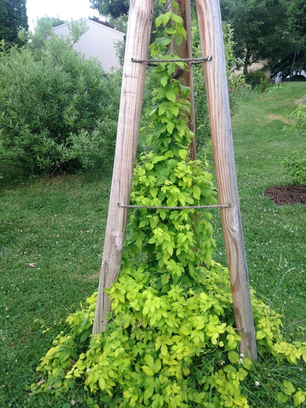 Hops (Humulus lupulus) - Garden.org