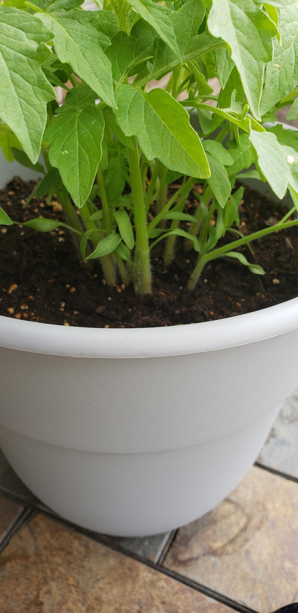 Tomato Plant Question in the Ask a Question forum - Garden.org