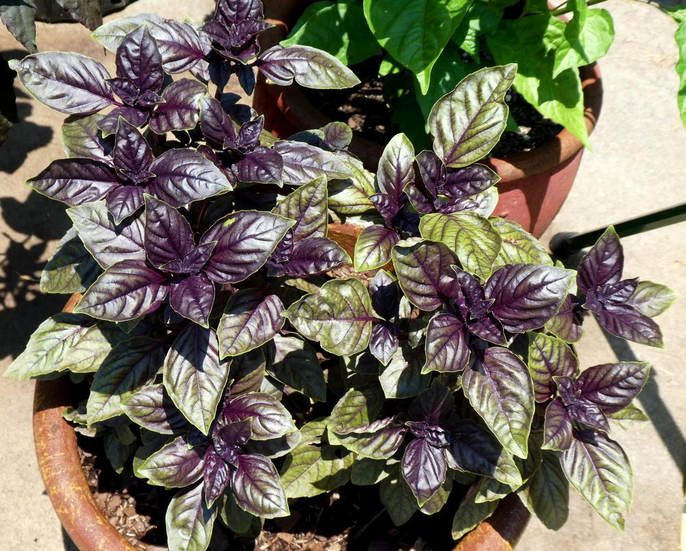 Basils: Plant Care and Collection of Varieties - Garden.org