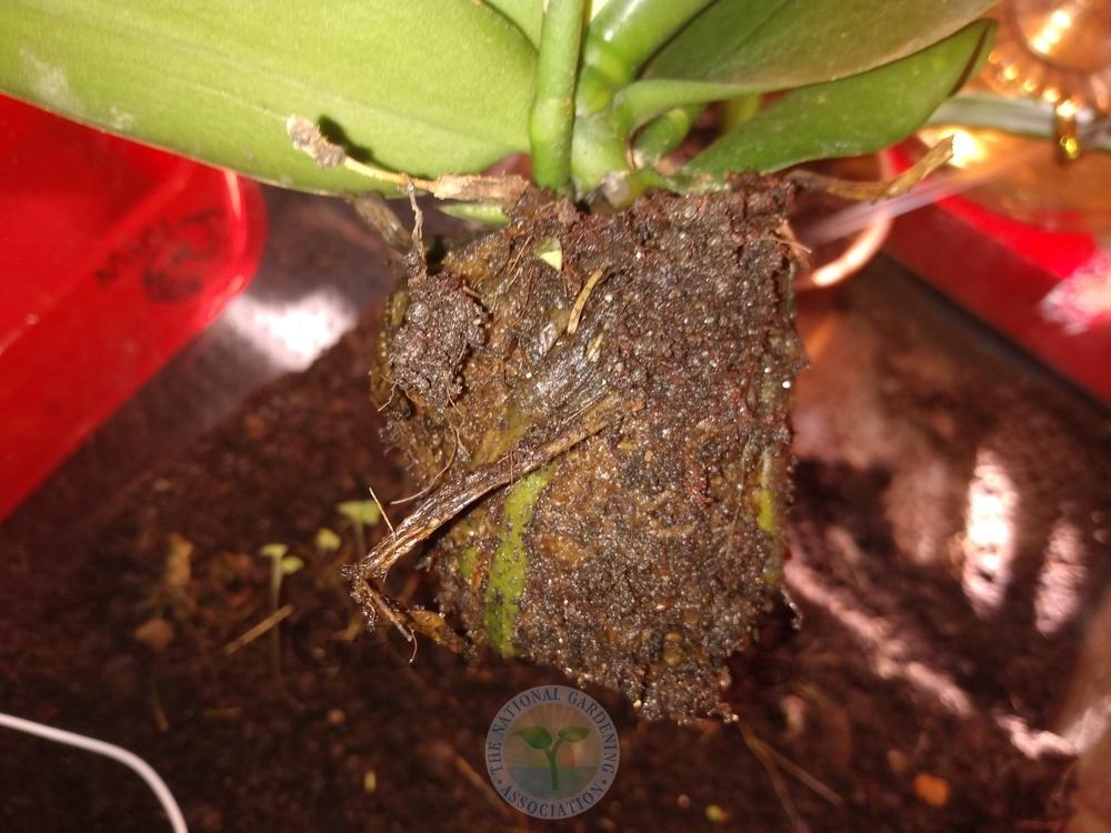 Cutting unhealthy roots? in the Orchids forum - Garden.org
