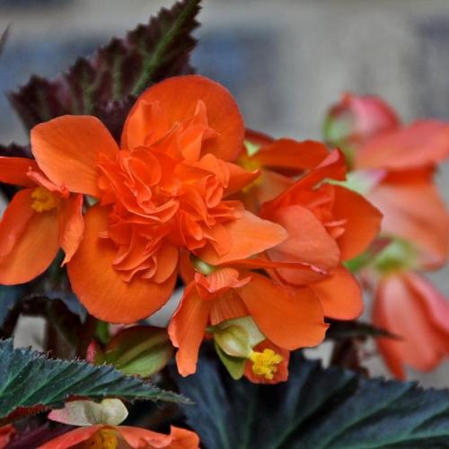Begonia (Begonia x hybrida I'Conia® Portofino Orange) in the Begonias ...