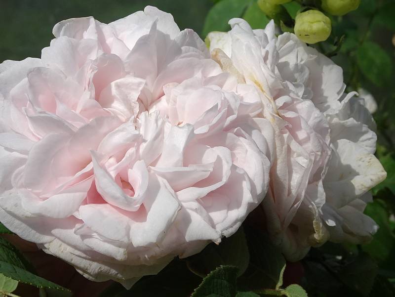 Rose (Rosa 'Juno') in the Roses Database - Garden.org