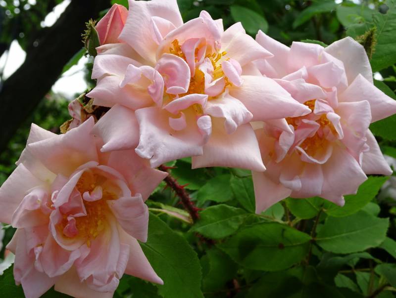 Rose (Rosa 'Gabriel Noyelle') in the Roses Database - Garden.org