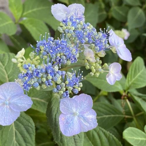 Hydrangea (Hydrangea serrata 'Blue Lace') in the Hydrangeas Database ...
