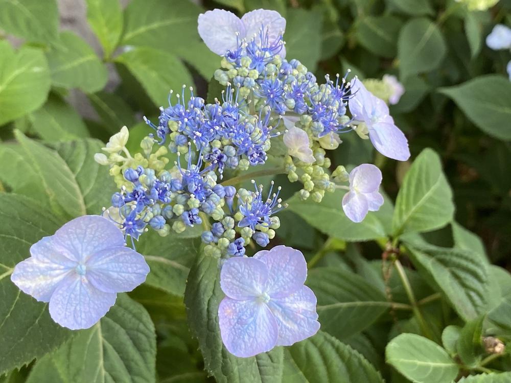 Hydrangea (Hydrangea serrata 'Blue Lace') in the Hydrangeas Database ...