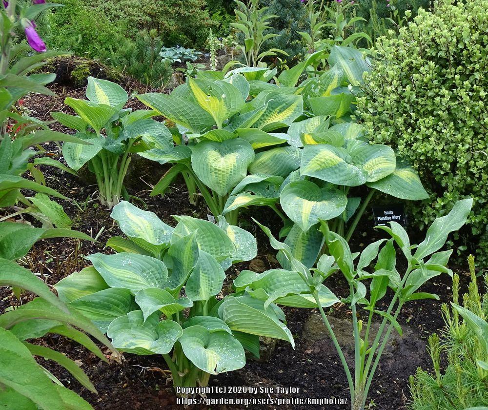 Hosta 'Paradise Glory' in the Hostas Database - Garden.org