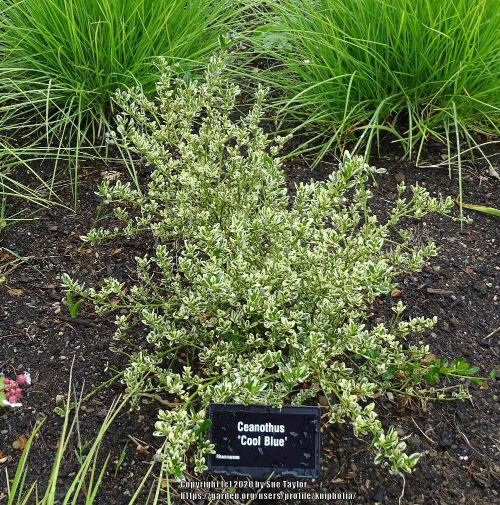 Blueblossom (Ceanothus thyrsiflorus 'Cool Blue') - Garden.org