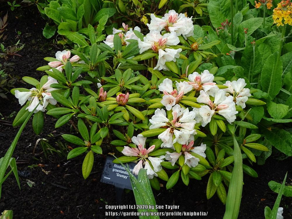 Rhododendron 'Grumpy' in the Rhododendrons Database - Garden.org