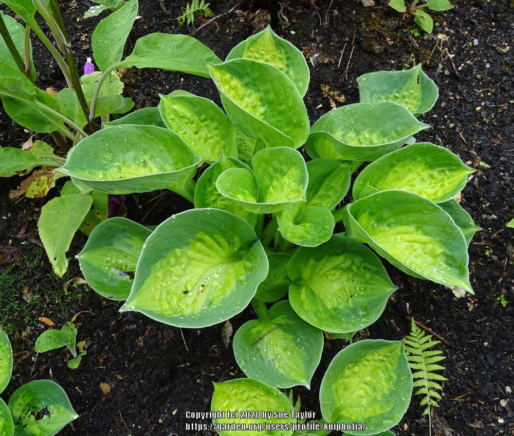 Photo of the entire plant of Hosta 'Sunset Grooves' posted by kniphofia ...
