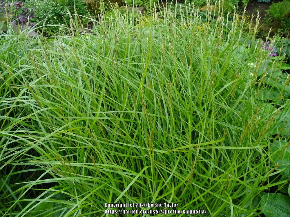 Sedges: Plant Care and Collection of Varieties - Garden.org