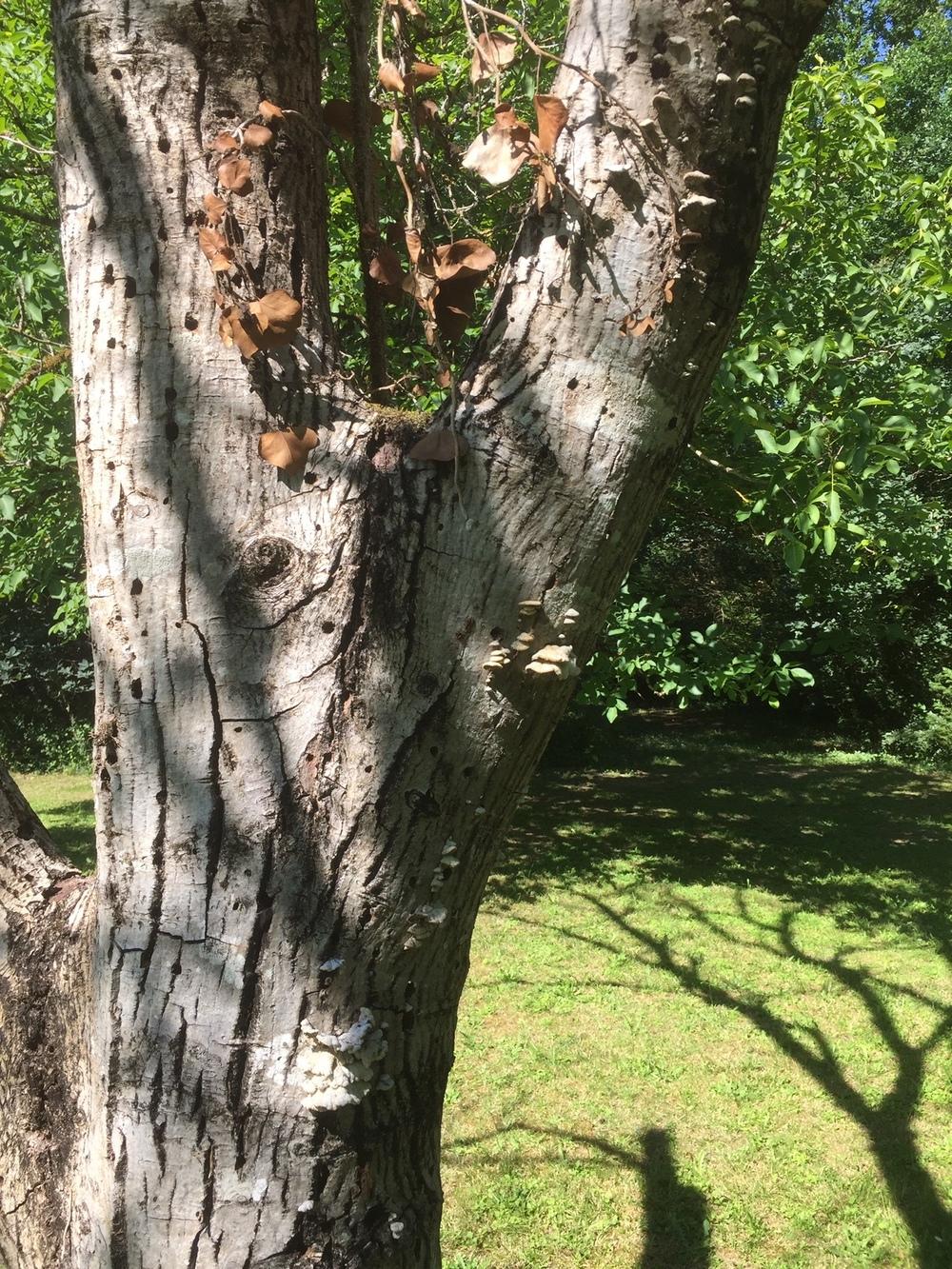 Walnut tree fungus in the Pests and Diseases forum - Garden.org