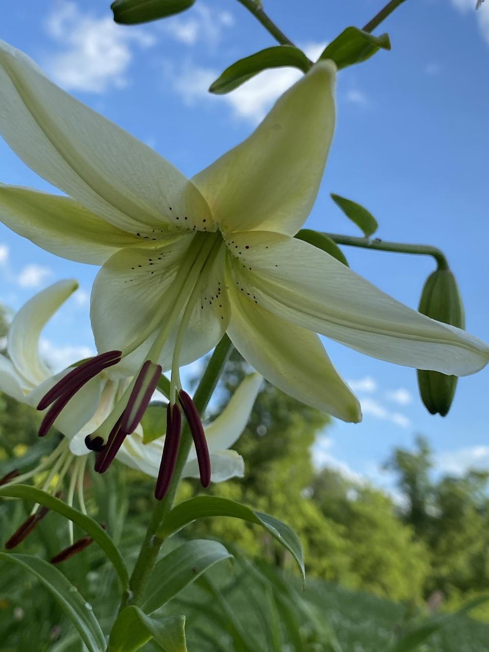 Lily (Lilium 'Angel Choir') in the Lilies Database - Garden.org