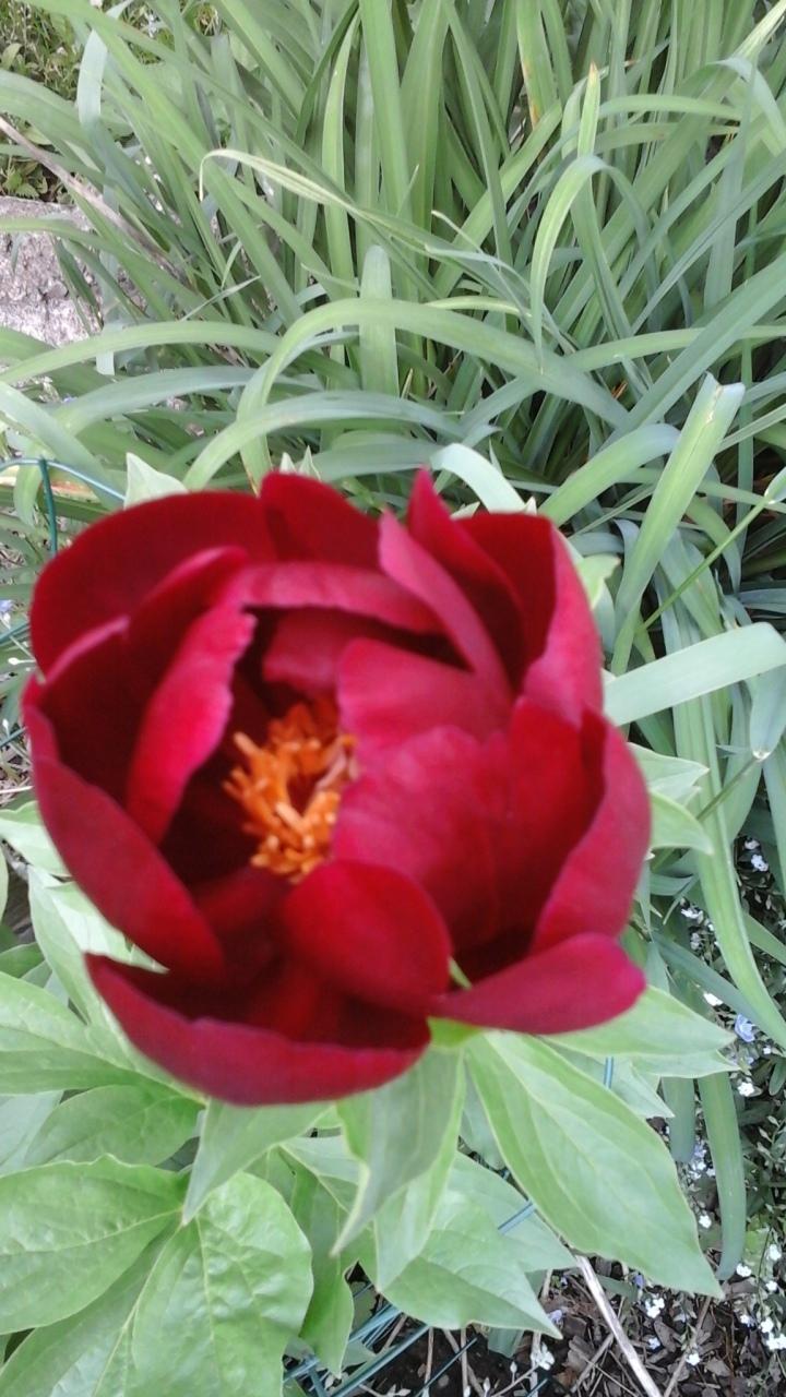 Peony ID in the Ask a Question forum - Garden.org