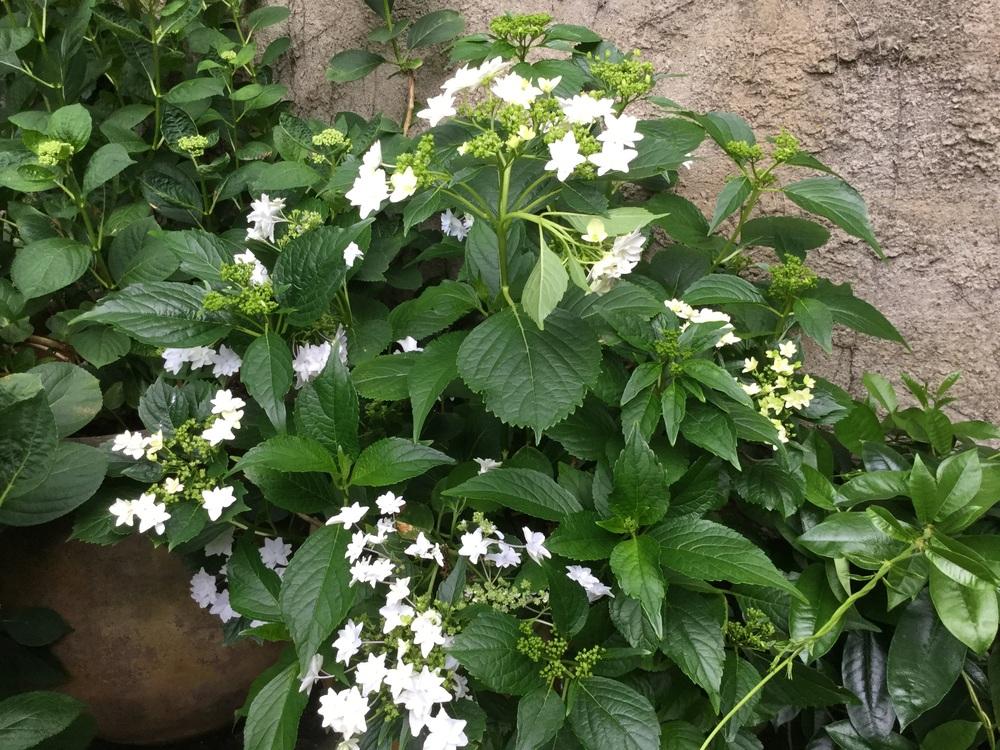 White wave hydrangea in Photo of Hydrangea (Hydrangea macrophylla ...