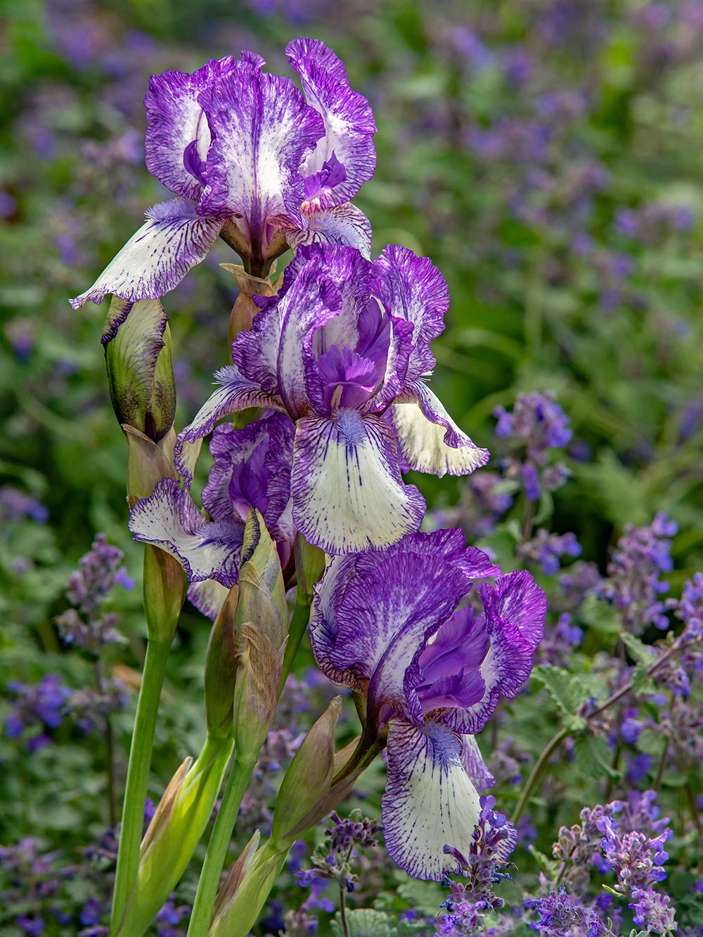Species X Iris (Iris 'Weird Science') in the Irises Database - Garden.org