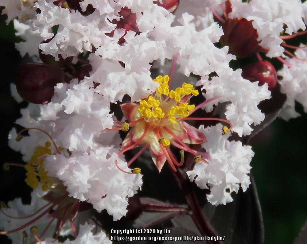 Crepe Myrtles: Plant Care and Collection of Varieties - Garden.org
