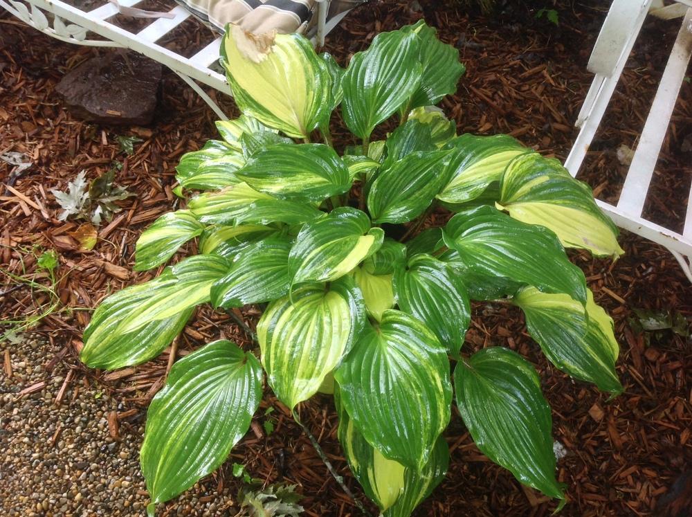 Hosta 'Sparkle' in the Hostas Database - Garden.org