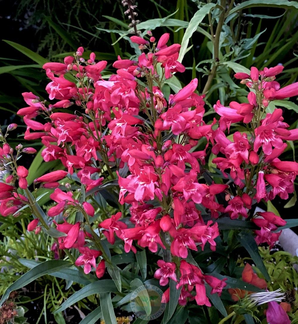 Photo of the entire plant of Penstemon Riding Hood Red posted by ...