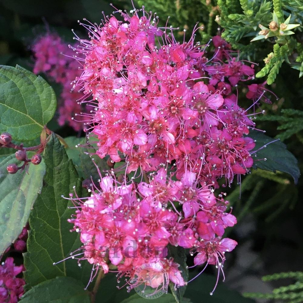 Spiraeas: Plant Care and Collection of Varieties - Garden.org