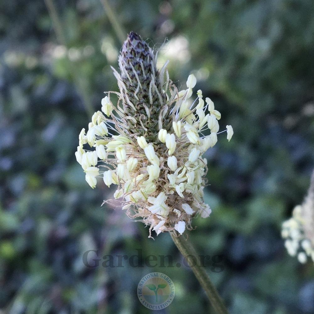 English Plantain (Plantago lanceolata) - Garden.org