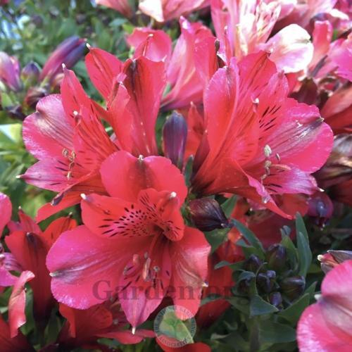 Peruvian Lily (Alstroemeria Inca Bandit™) in the Peruvian Lilies ...