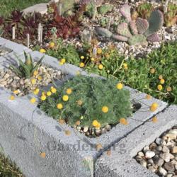 Silver Cotula (Cotula hispida) - Garden.org